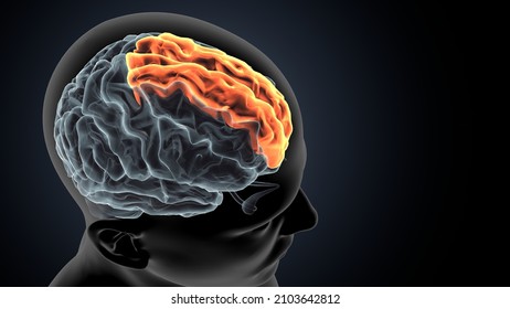 3d Illustration Human Brain Cingulate Gyrus Stock Illustration ...