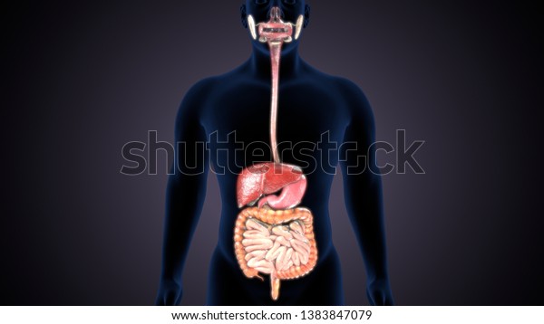 3d Illustration Human Digestive System Anatomy Stock Illustration ...