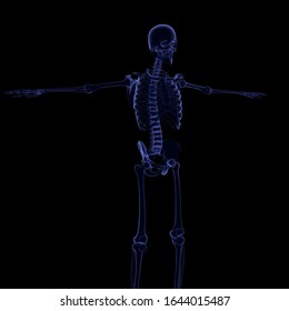3d Illustration Human Skeleton Render Stock Illustration 1644015487 ...