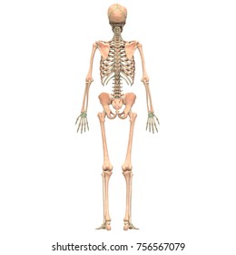 Human Skeleton Full Growth Detailed Anatomy Stock Vector (Royalty Free ...