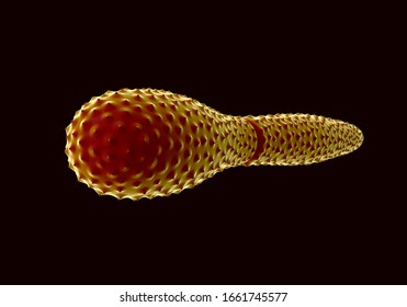 216 Desmid Images, Stock Photos & Vectors | Shutterstock