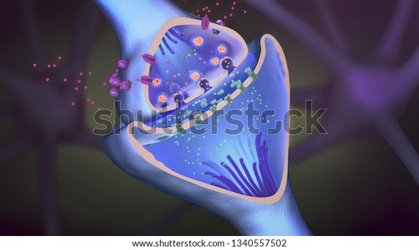 3d Illustration Scientific Function Synapse Neuronal: Hình minh họa có ...