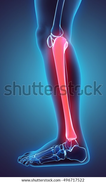 3d Illustration Tibia Part Human Skeleton Stock Illustration 496717522 ...
