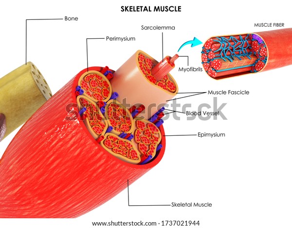 3d imagen de la Anatomía del Músculo esquelético del ser humano para la ...