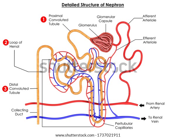 3d Image Render Detailed Structure Nephron: ภาพประกอบสต็อก 1737021911 ...