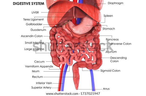 3d Image Render Diagram Digestive System Stock Illustration 1737021947 ...