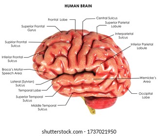 3d Image Render Human Brain Anatomy Stock Illustration 1737021950 ...