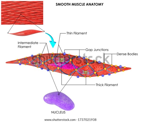 3d Image Render Smooth Muscle Anatomy Stock Illustration 1737021938