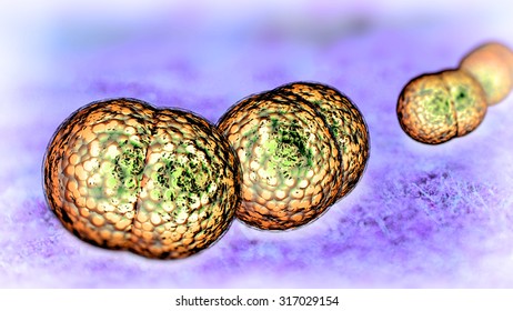520 Meningococcal meningitis bacteria Images, Stock Photos & Vectors ...