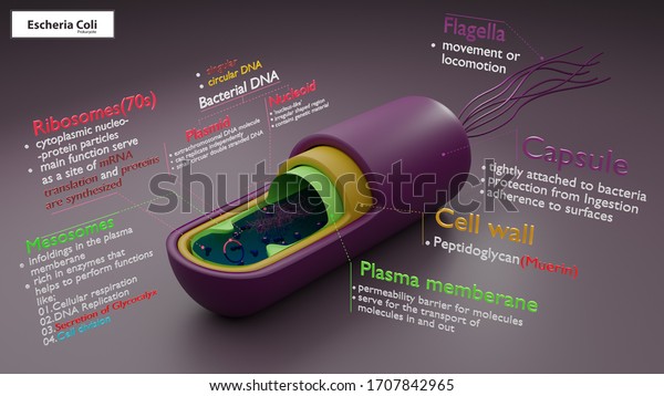 3d Model Bacteria Structural Components Along: ilustrações stock ...
