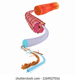 3d Muscle Structure Stock Illustration 1269027016 | Shutterstock