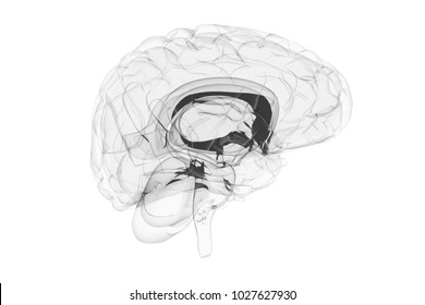 3d Render Anatomically Correct Brain Transparent Stock Illustration ...