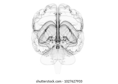 3d Render Anatomically Correct Human Brain: ilustrações stock ...