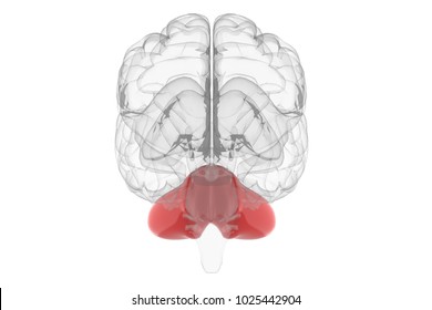 3d Render Anatomically Correct Human Brain 스톡 일러스트 1025442904 ...