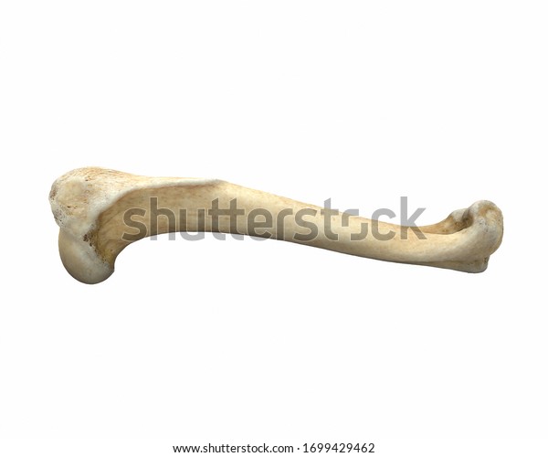 3d Render Animal Leg Bone Isolated Stock Illustration 1699429462 ...