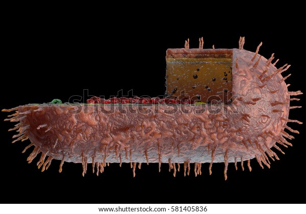 3d Render Bacteria Microbe Cross Section Stock Illustration 581405836 ...