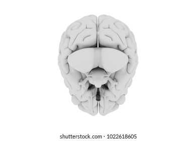 3d Render Brain Bottom View Pituitary 스톡 일러스트 1022618605 | Shutterstock