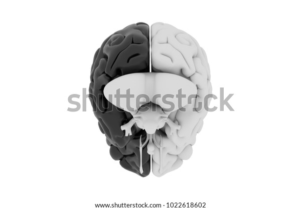 3d Render Brain Bottom View Left Stock Illustration 1022618602 ...