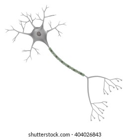 3d Render Brain Neuron Stock Illustration 404026843 | Shutterstock