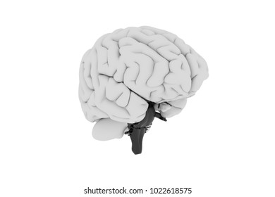 3d Render Brain Perspective View Brain Stock Illustration 1022618575 ...