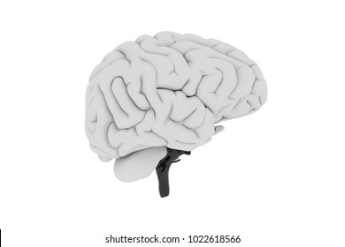 Human Brain 3d Model Medically Accurate Stock Illustration 499645729