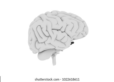 Human Brain Anatomy 3d Rendering Stock Illustration 511928005