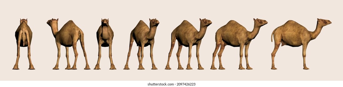 982 Camel Post Images, Stock Photos & Vectors | Shutterstock