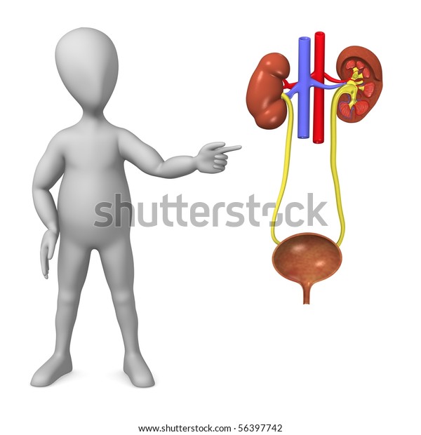 3d Render Cartoon Character Urinary System Stock Illustration 56397742