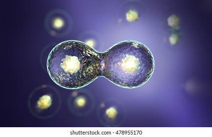 9,158 Human cell under microscope Images, Stock Photos & Vectors ...