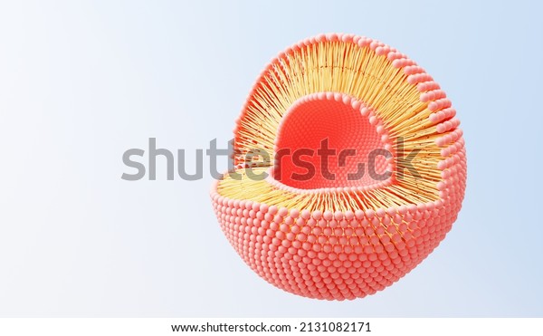 3d Render Cell Membrane Phospholipid Bilayer Stock Illustration ...