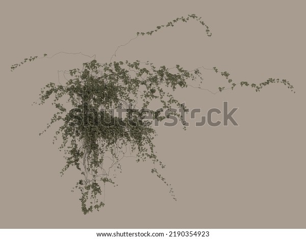 3d Render Climbing Vine Evergreen Leaves Stock Illustration 2190354923 ...