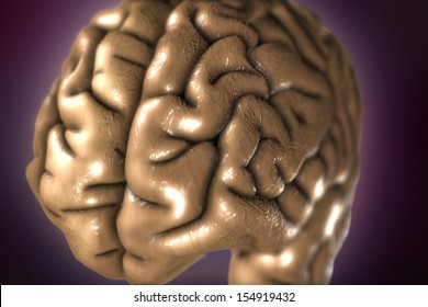 199 Central sulcus Images, Stock Photos & Vectors | Shutterstock