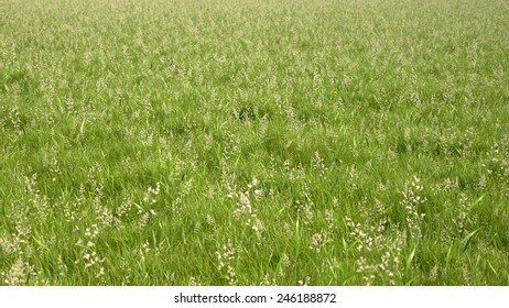 3d Render Grass Field Texture Background Stock Illustration 246188872 ...