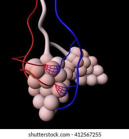 3d Render Human Alveoli Stock Illustration 412567255 | Shutterstock
