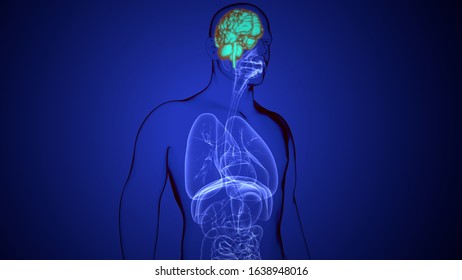 3d Render Human Body Brain Anatomy 스톡 일러스트 1638948016 | Shutterstock