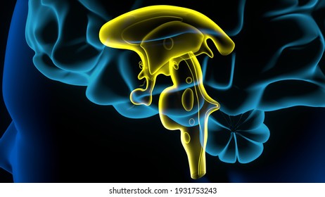 428 Pituitary gland 3d Images, Stock Photos & Vectors | Shutterstock