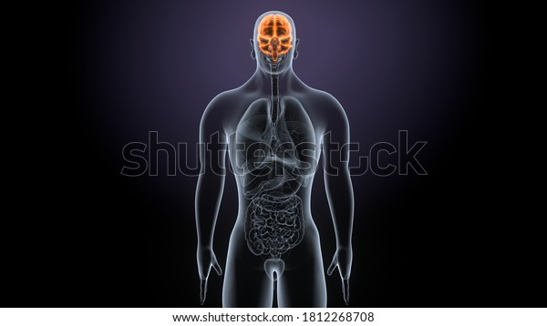 3d Render Human Body Brain Organ Stock Illustration 1812268708 ...