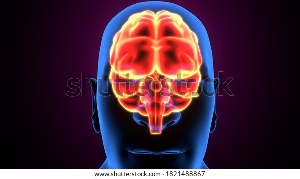 3d Render Human Body Brain Anatomy Stock Illustration 1821488867 ...
