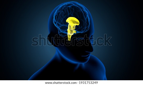 3d Render Human Body Brain Hypothalamus Stock Illustration 1931753249 ...