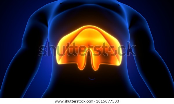 3d Render Human Body Diaphragm Anatomy Stock Illustration 1815897533 ...