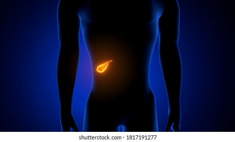 3d Render Human Body Gallbladder Anatomy Stock Illustration 1819526936