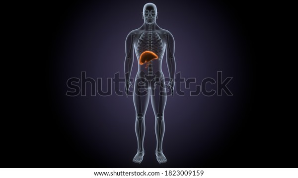 3d Render Human Body Liver Anatomy Stock Illustration 1823009159 ...