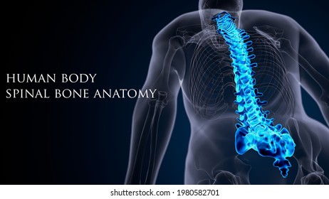 3d Render Human Body Skeleton Backbone Stock Illustration 1980582701 ...