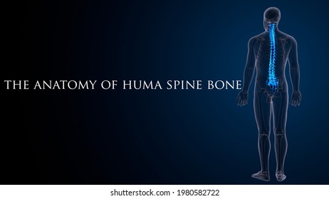 3d Render Human Body Skeleton Backbone Stock Illustration 1980582722 ...