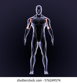 3d Render Human Body Skeleton Anatomy: ภาพประกอบสต็อก 576249574 ...