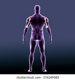 3d Render Human Body Skeleton Anatomy: ภาพประกอบสต็อก 576249574 ...