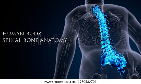 3d Render Human Body Skeleton Backbone Stock Illustration 1980582701 ...