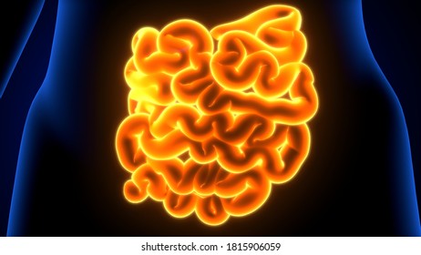 3d Render Human Body Small Intestine Stock Illustration 1817190428