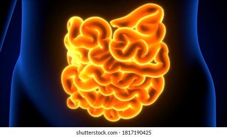 3d Render Human Body Small Intestine Stock Illustration 1817190425 ...