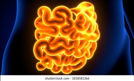 3d Render Human Body Small Intestine Stock Illustration 1817190428
